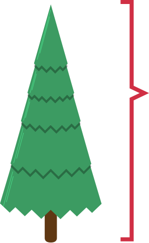Christmas Tree Facts and their Lifecycle