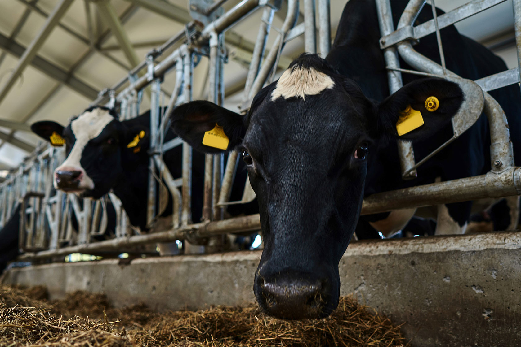 Safety When Handling Livestock safety-when-handling-livestock